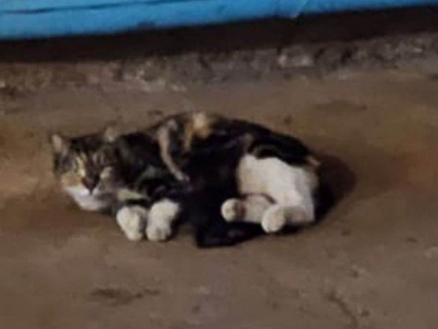 Травля подвала с новорожденными котятами
