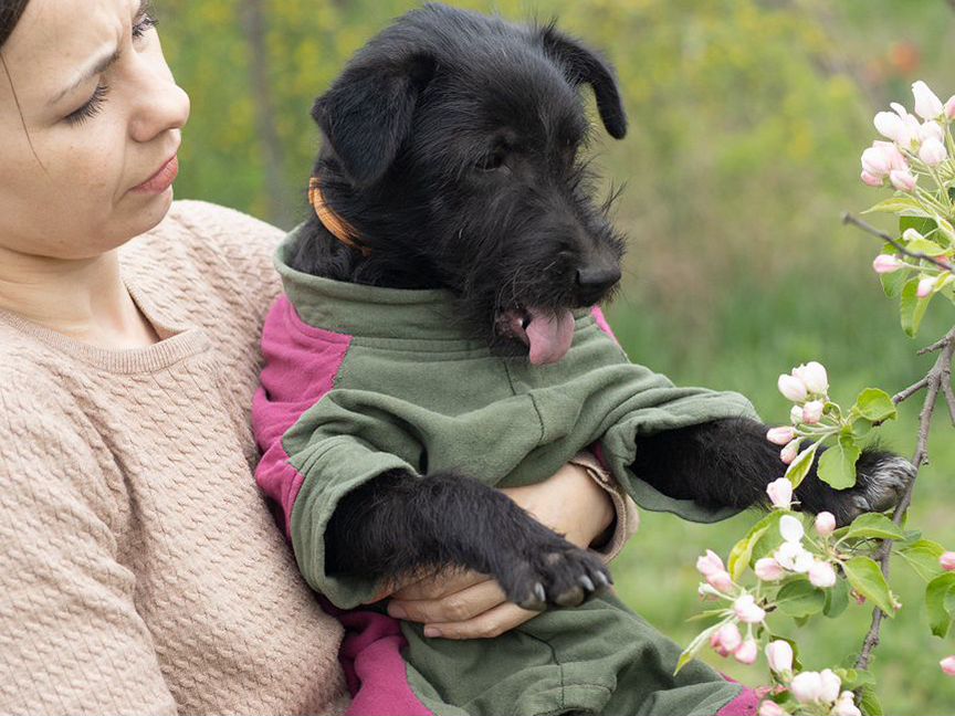 Классная собачка Риджи ищет дом