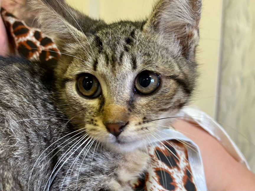 Кошка в дар