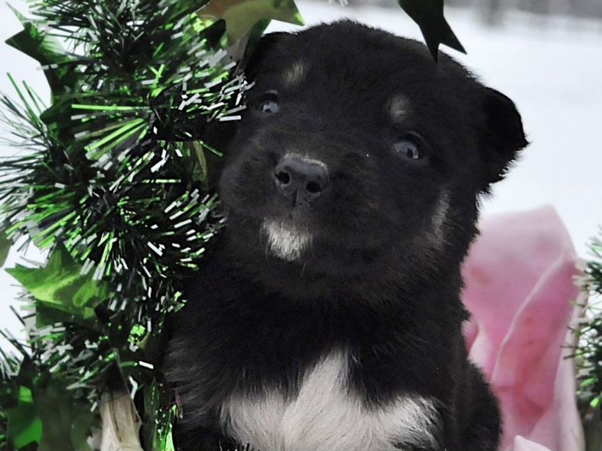 Щенок девочка бесплатно