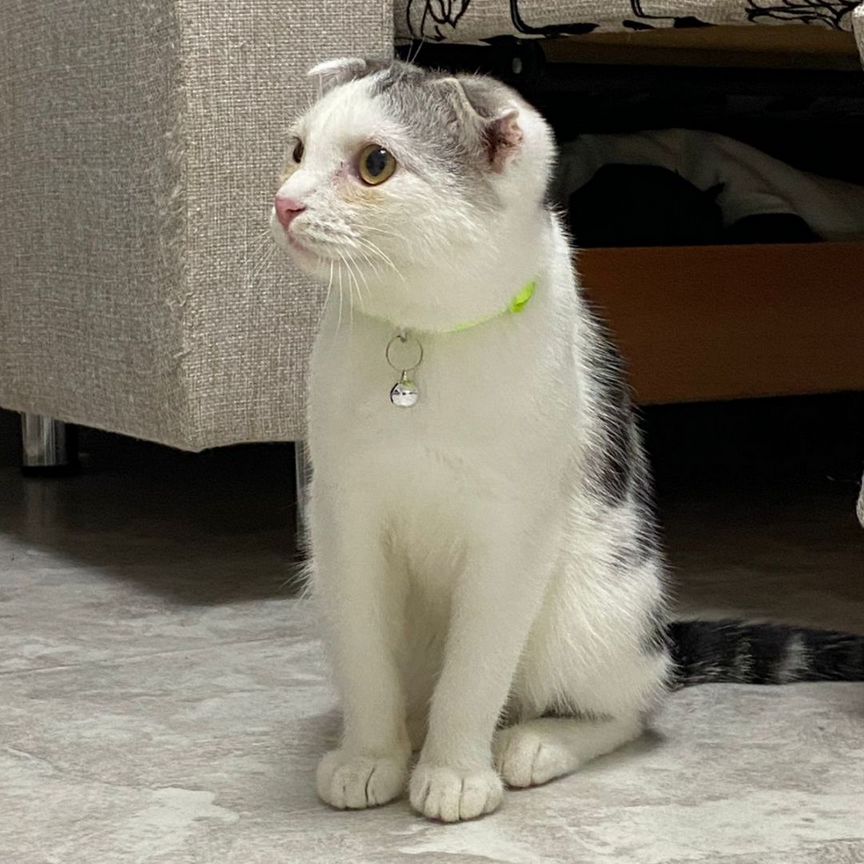 Вислоухий котёнок