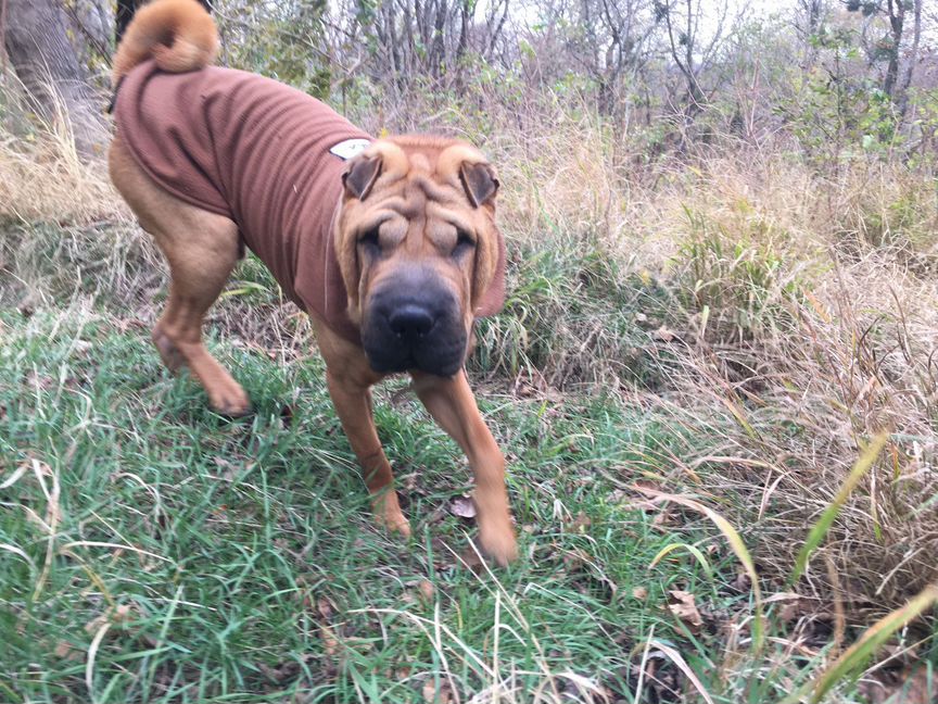 Молодой шарпей ищет подругу