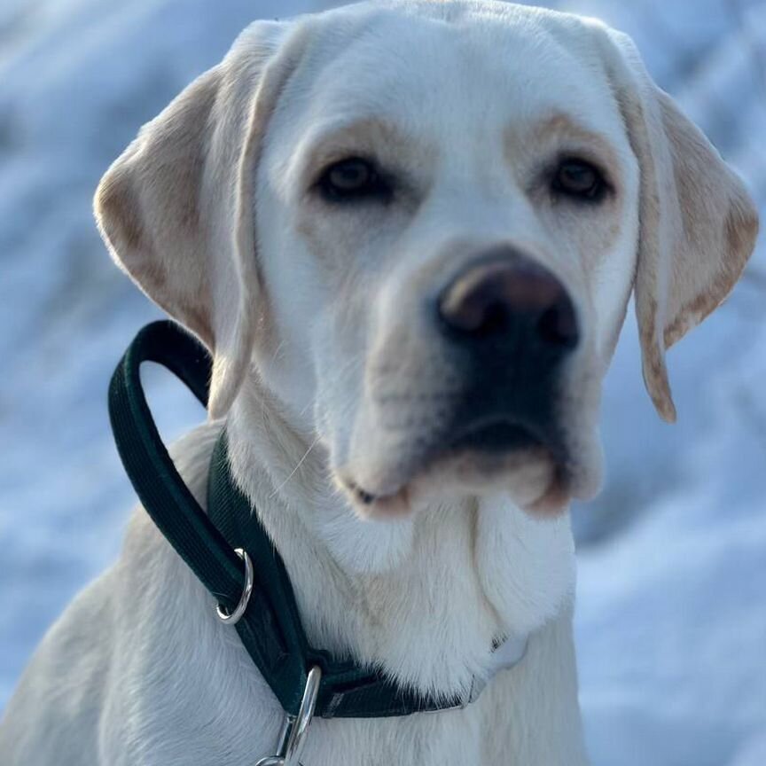 Лабрадор-ретривер, щенок