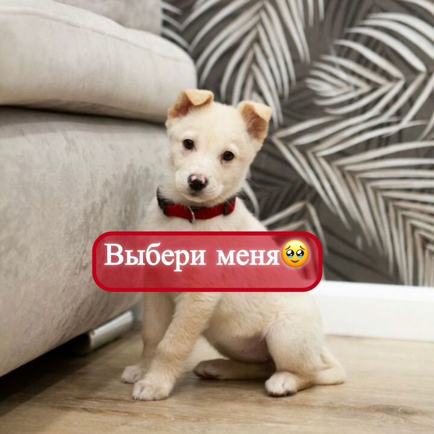 Щенок очень хочет домой