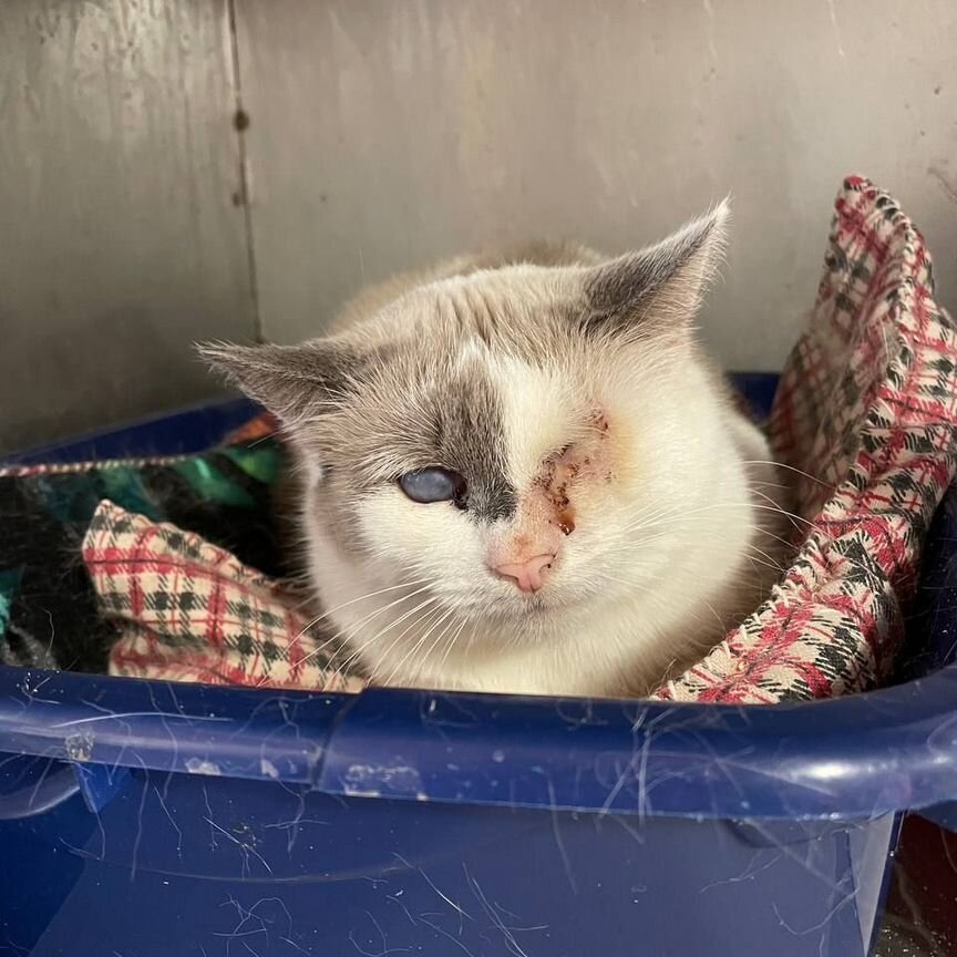 Взрослая, Девочка кошка в добрые руки