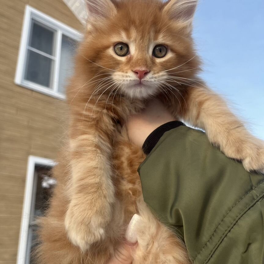 Мейн-кун котёнок