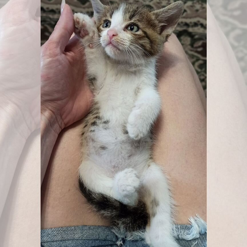 Котёнок в добрые руки