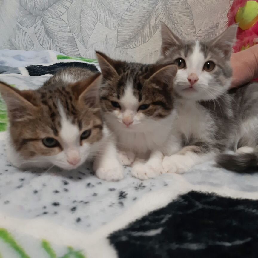 Котята мальчики в добрые руки