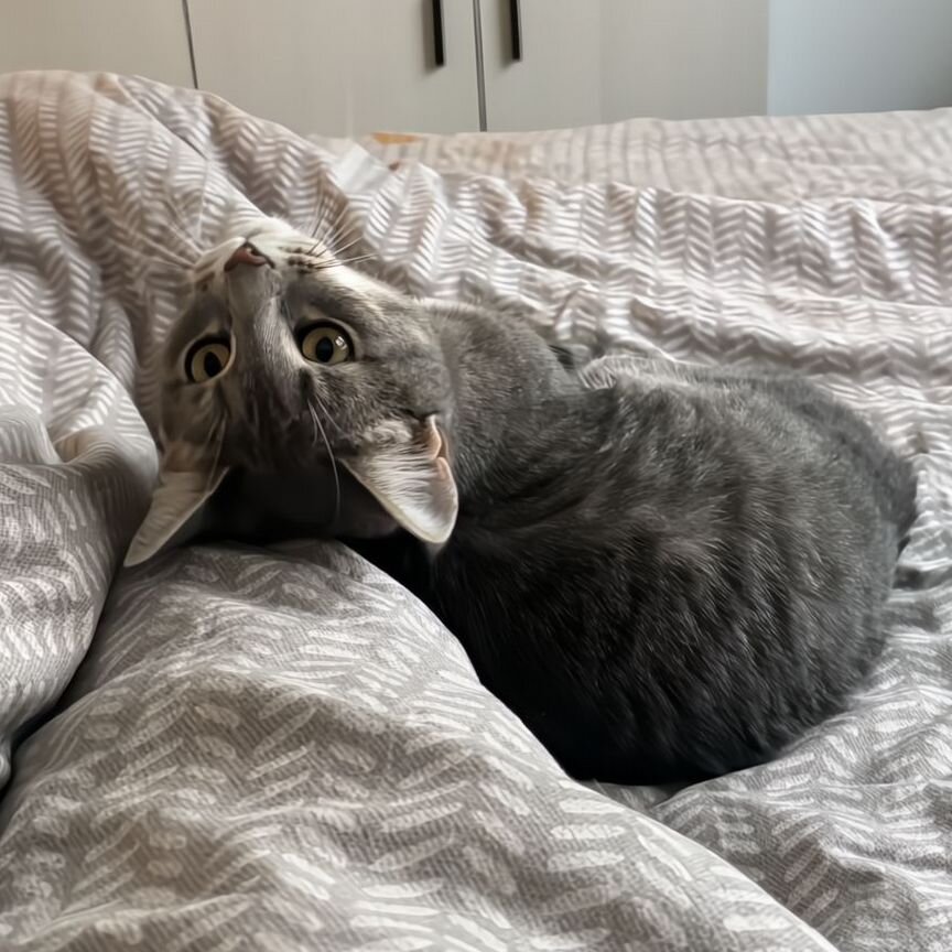 Взрослая кошка в добрые руки