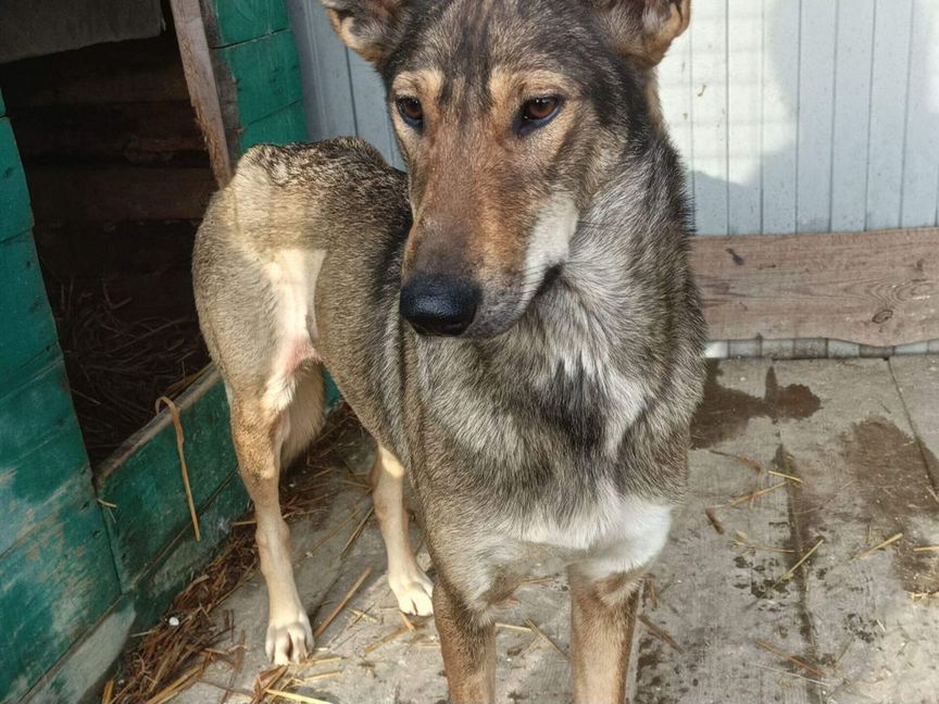 Матильда ищет дом, или передержку