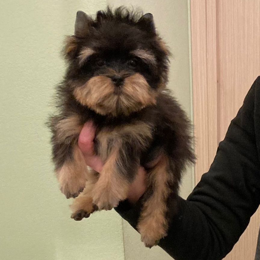 Йоркширский терьер, щенок