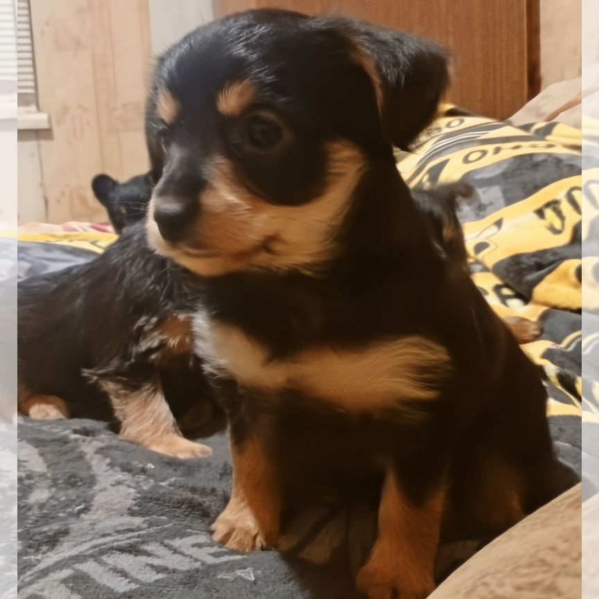 Йоркширский терьер, щенок