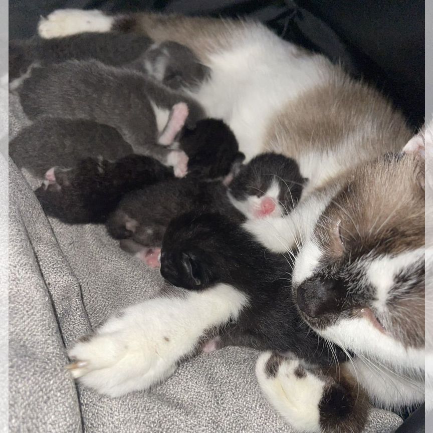 Сиамский котёнок