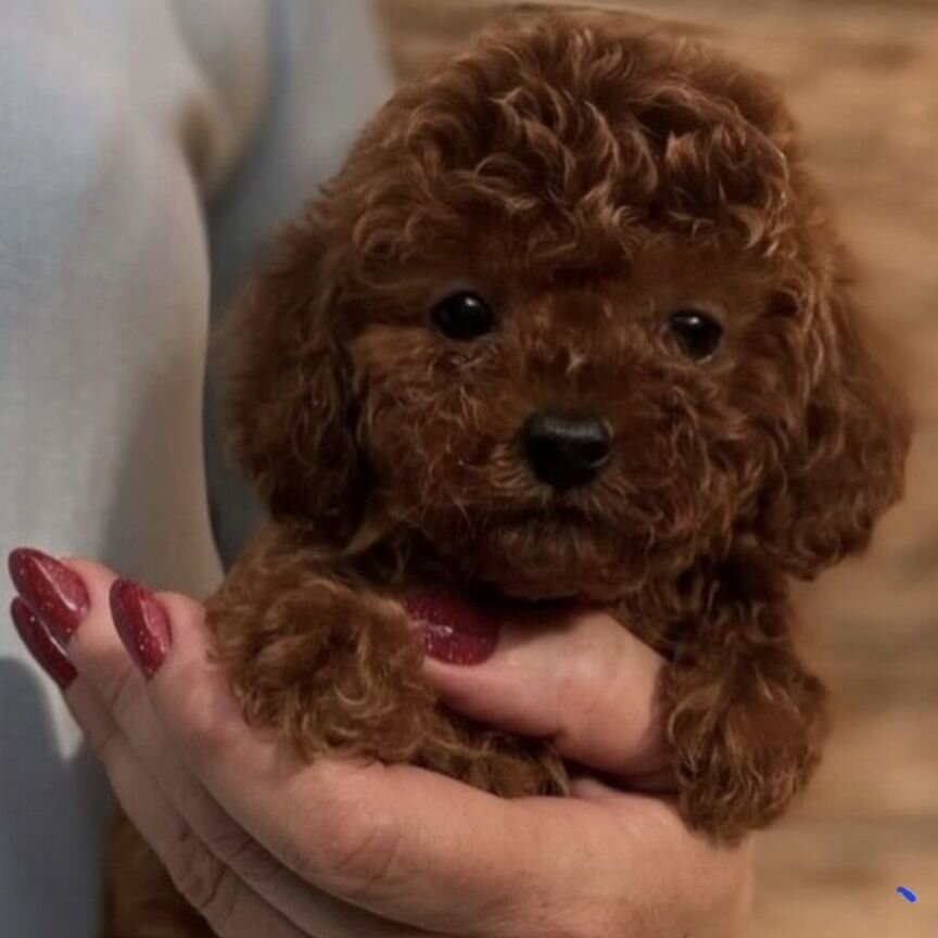 Той-пудель, щенок