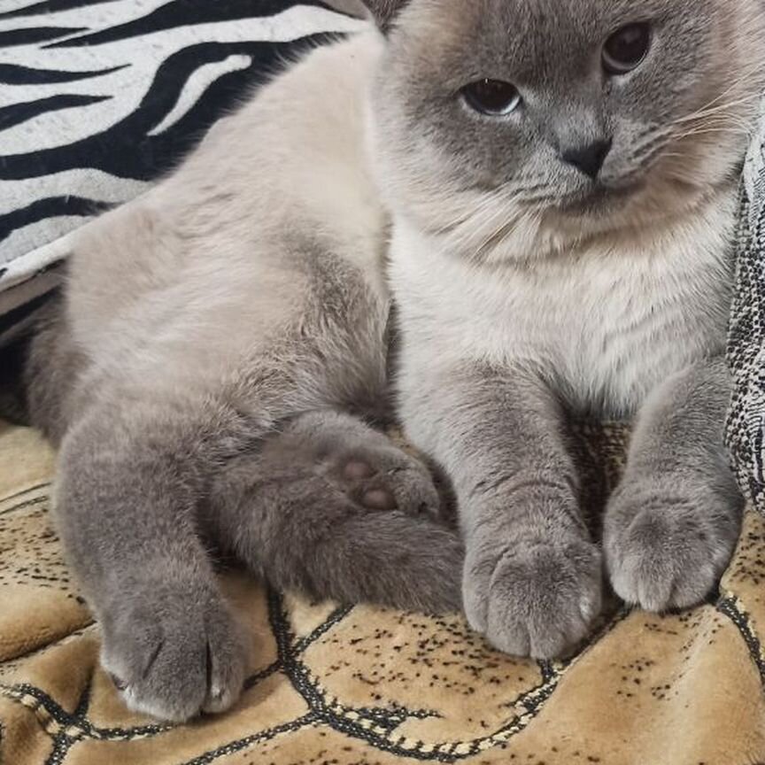 Шотландскиц вислоухий кот