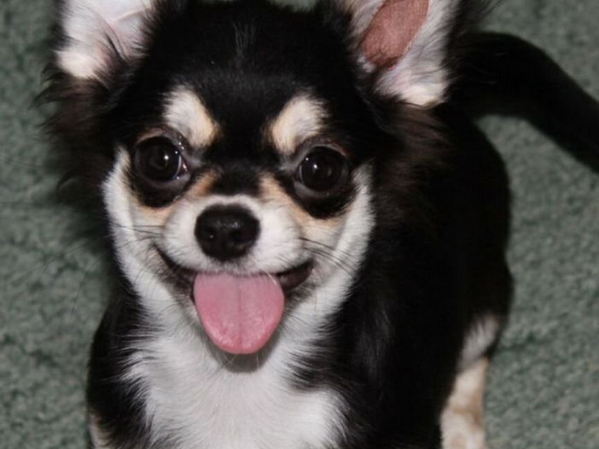 Щенки чихуахуа длинношерстные