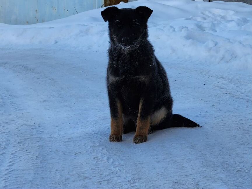 Щенок 2,5 месяца