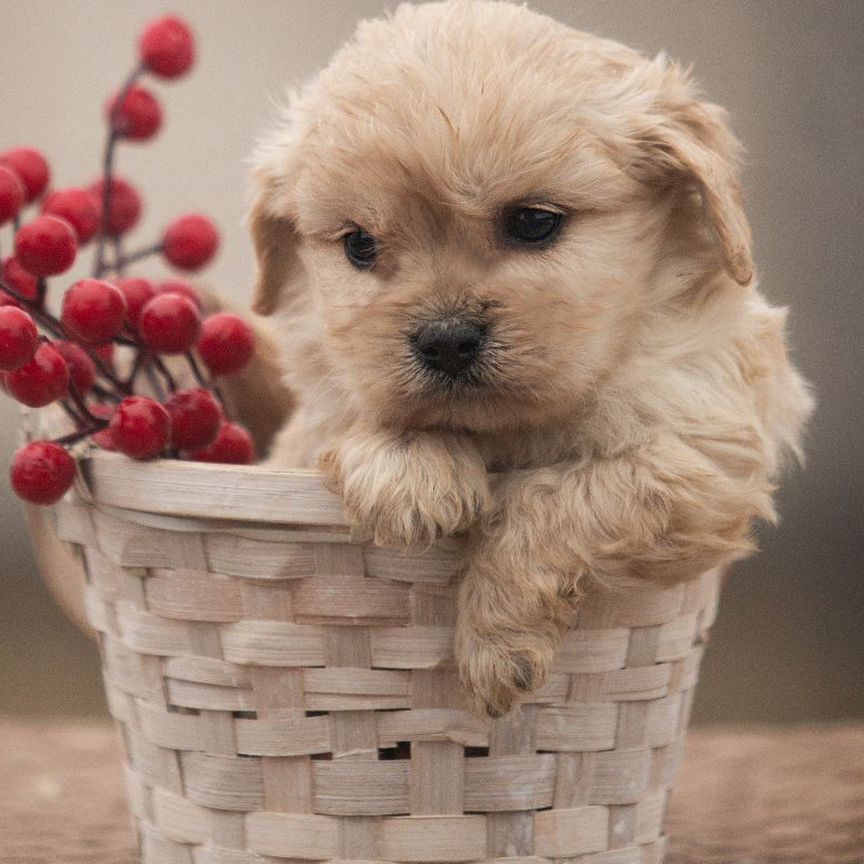 Кавапу, щенок