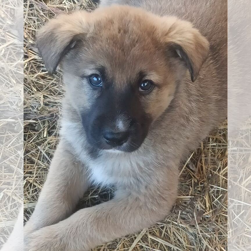 Щенок в добрые руки