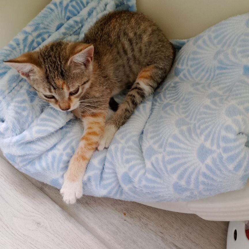 Кошечка