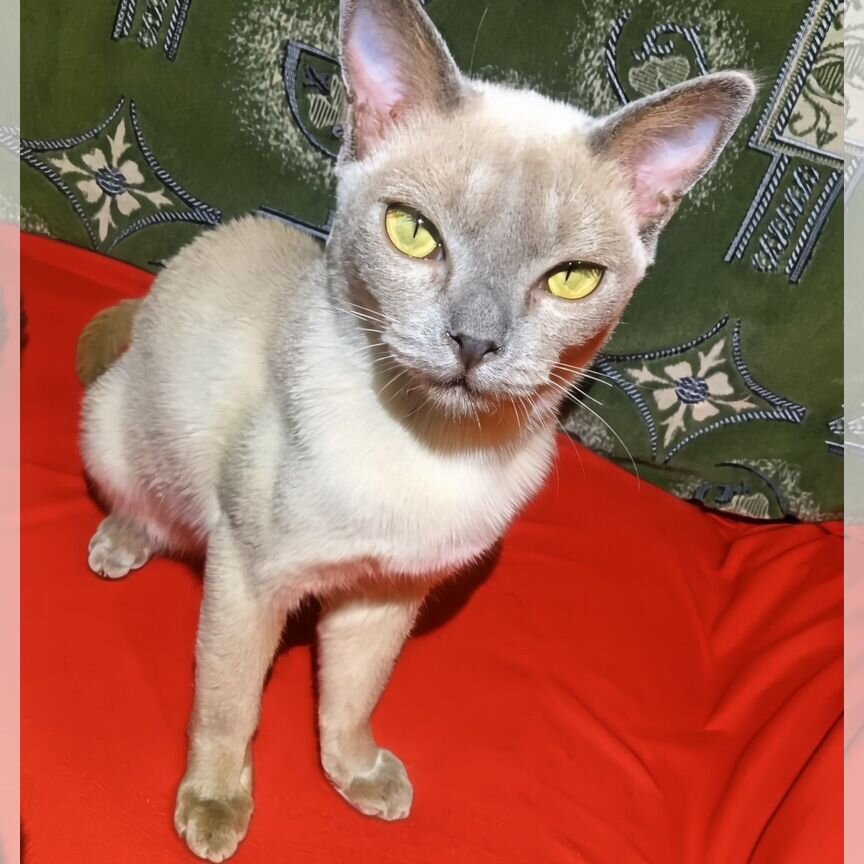 Европейский бурманский котёнок