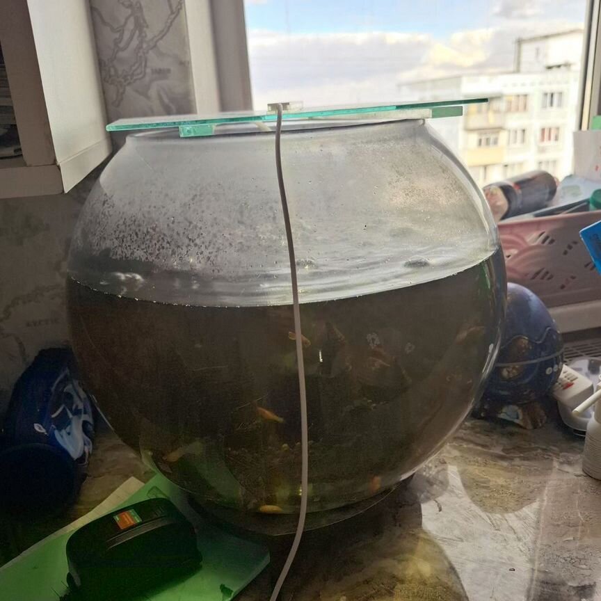 Отдам бесплатно рыбок в аквариуме