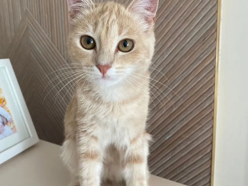 Котенок ищет дом