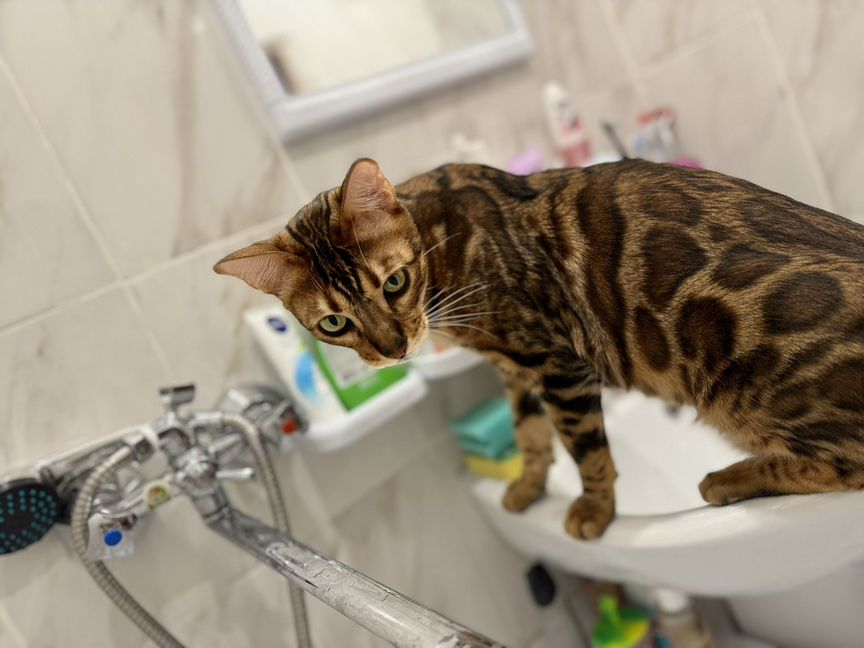 Бенгальская