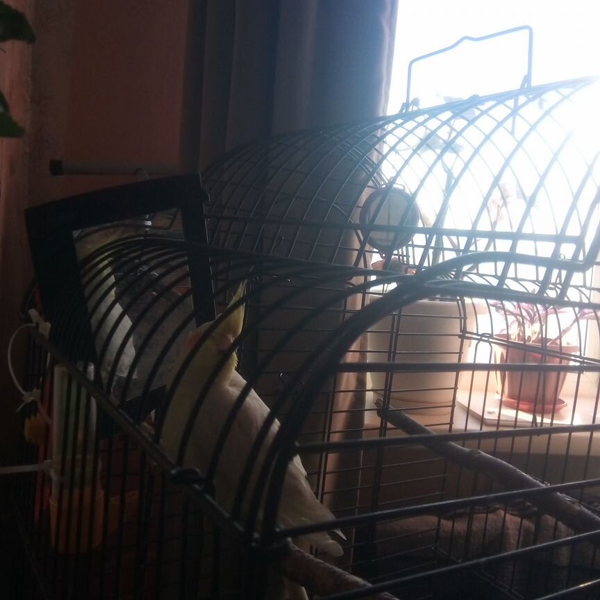 Попугай карэлла