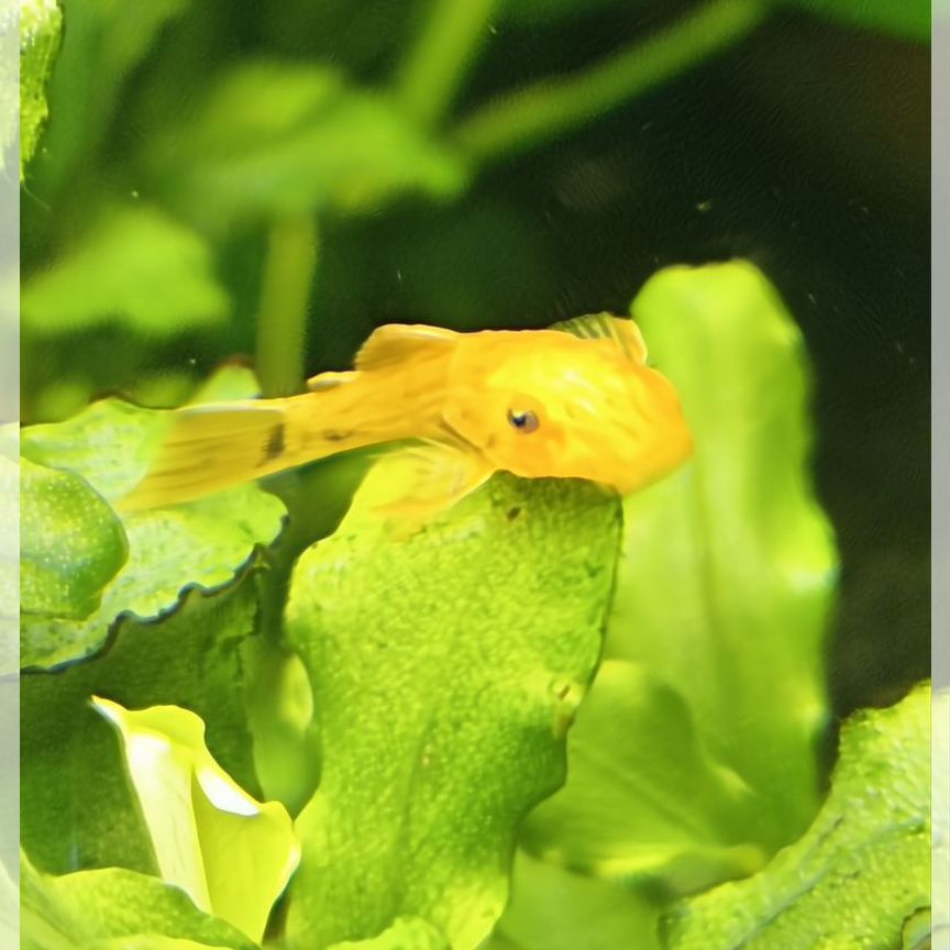 Анциструс super ред