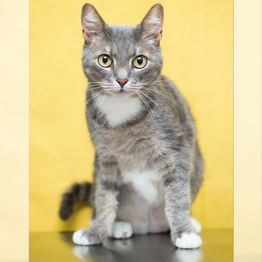 Взрослый кот в добрые руки