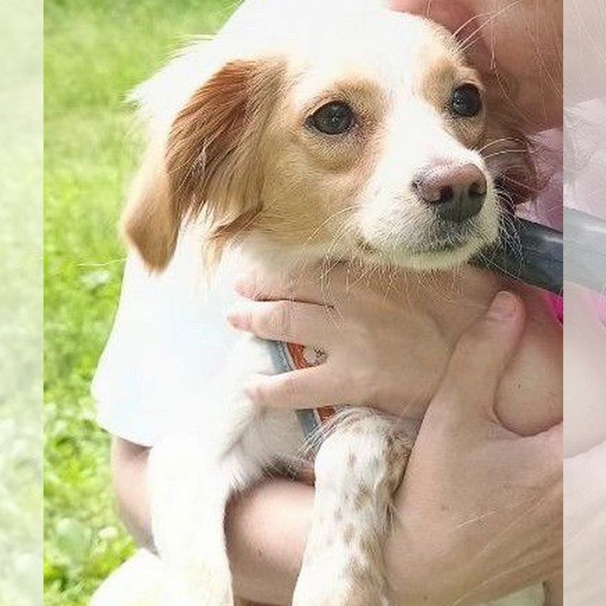 Ищу собаку Каспер