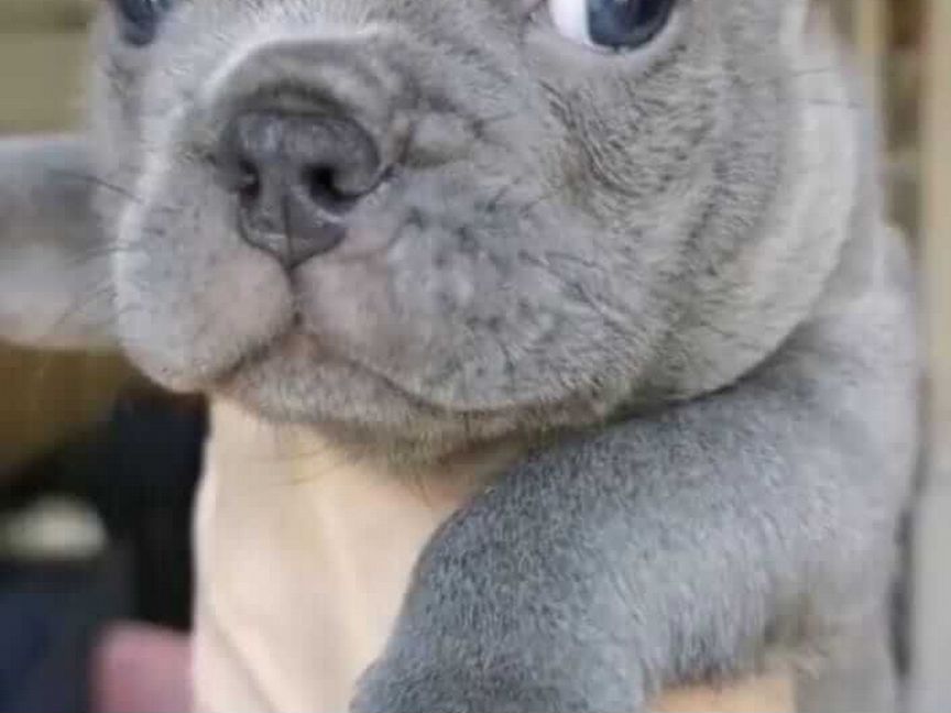 Французский бульдог