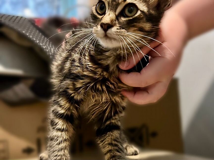 Котенок в добрые руки