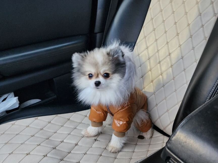 Мини шпиц вязка