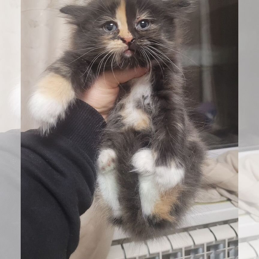 Сибирские котята