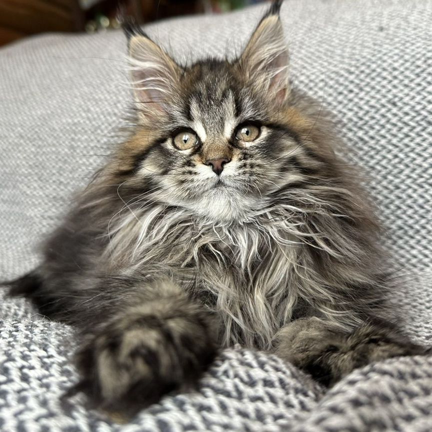 Мейн-кун котёнок