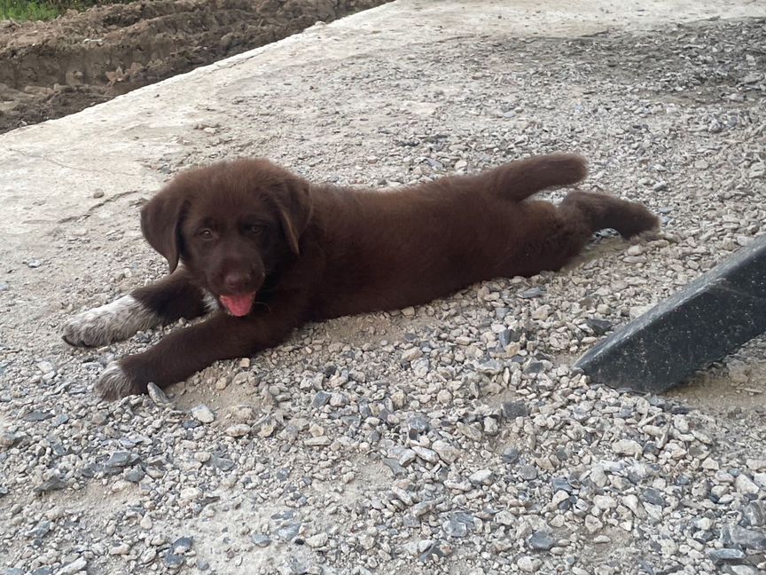 Щенок дратхаара