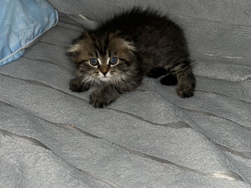 Киса шотландская, фолд