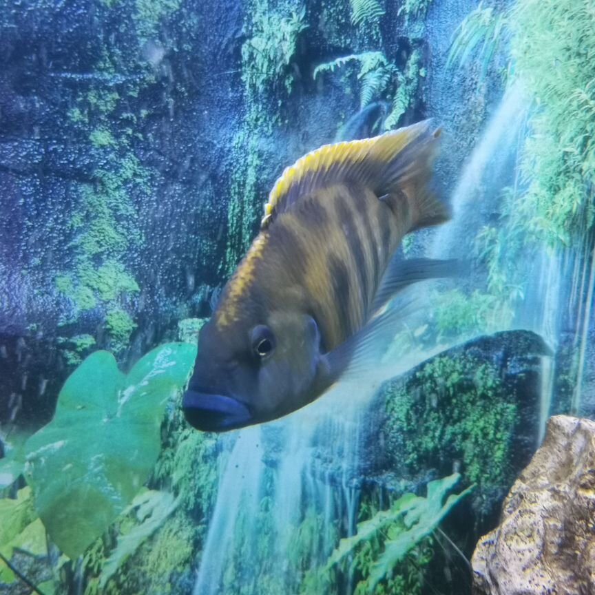 Самец цихлиды