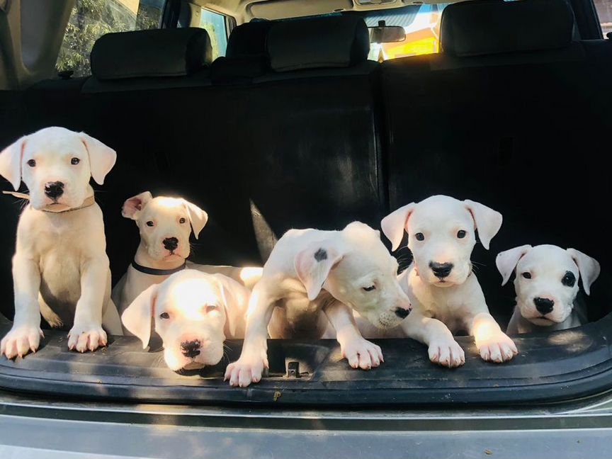 Аргентинский дог щенки