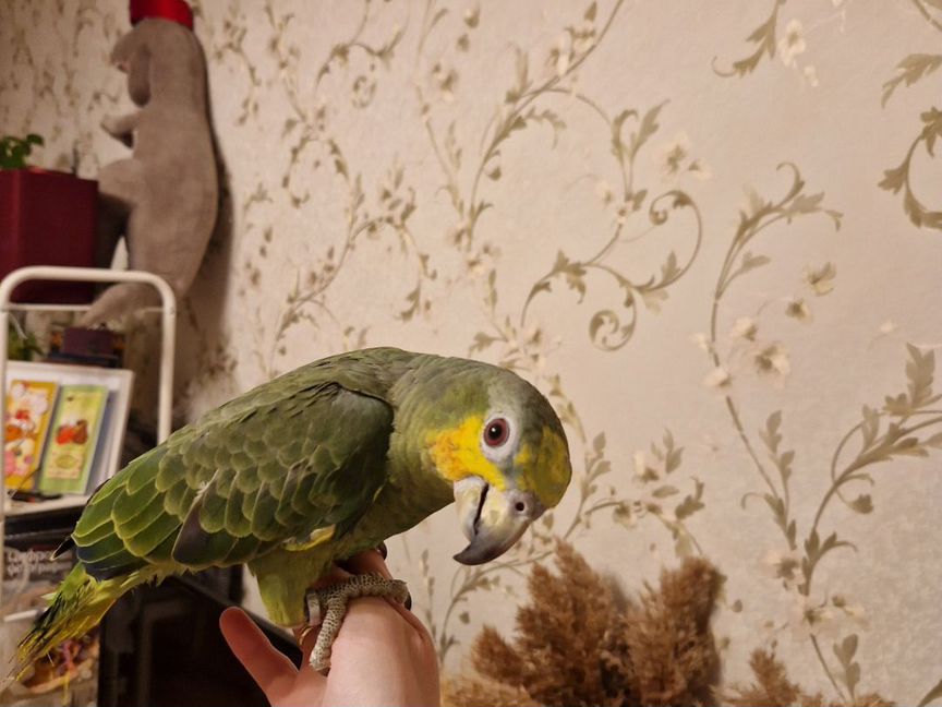 Выкормыш венесуэльского амазона
