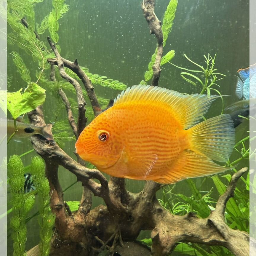 Рыбы аквариумные взрослые