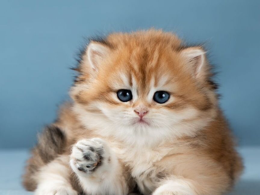 Котята золотые длиношерстные британские шиншиллы