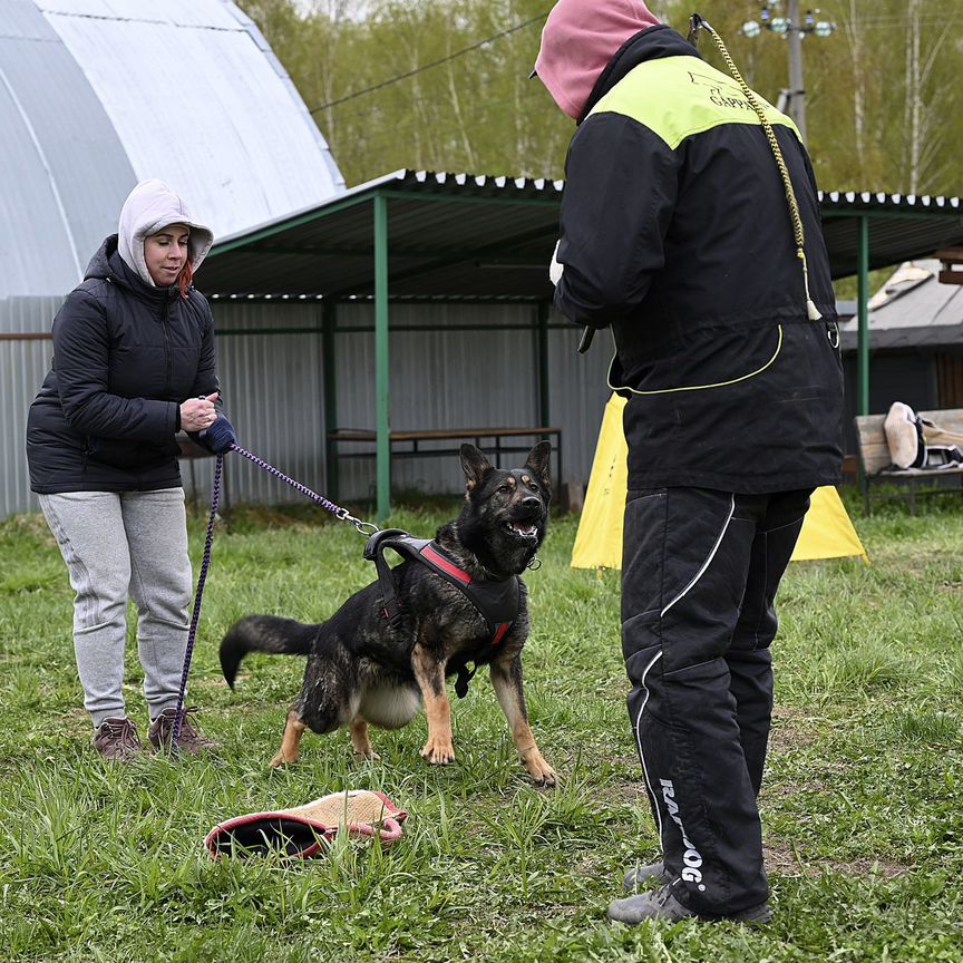 Немецкая овчарка рр