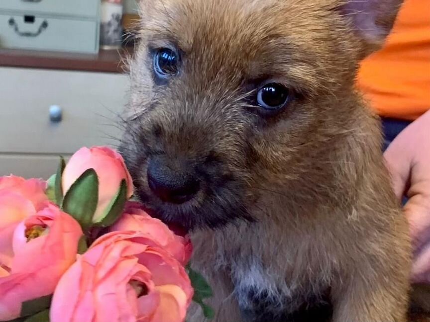 Щенки норвич терьера