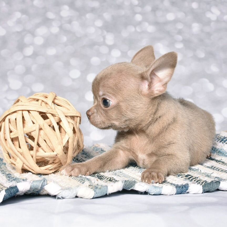 Щенки чихуахуа