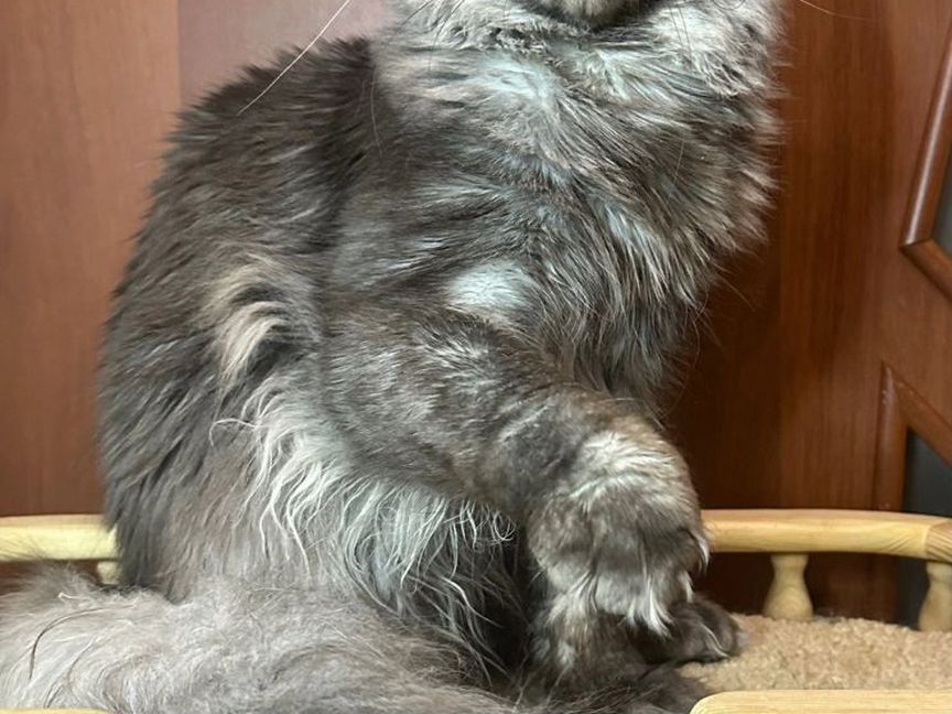 Мейн-кун котик