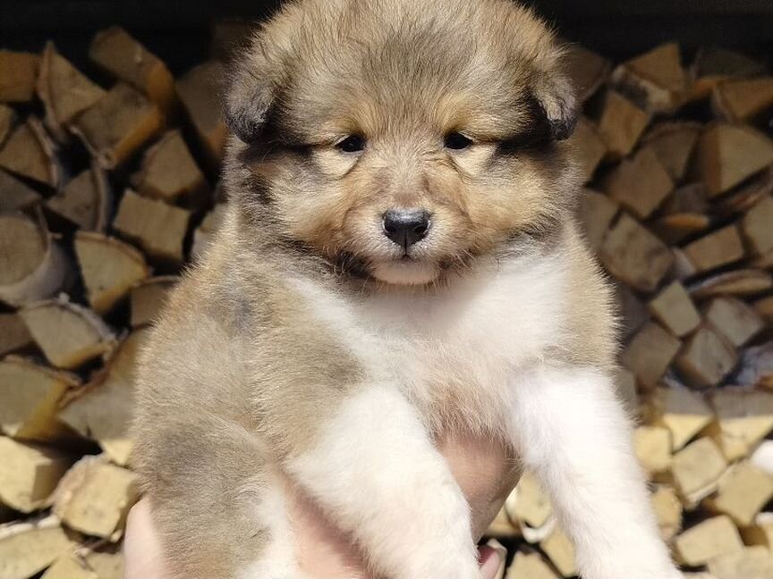 Шикарные щеночка шелти