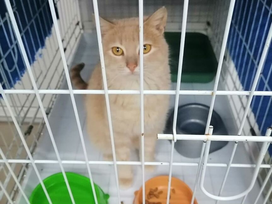 Рыжий котик